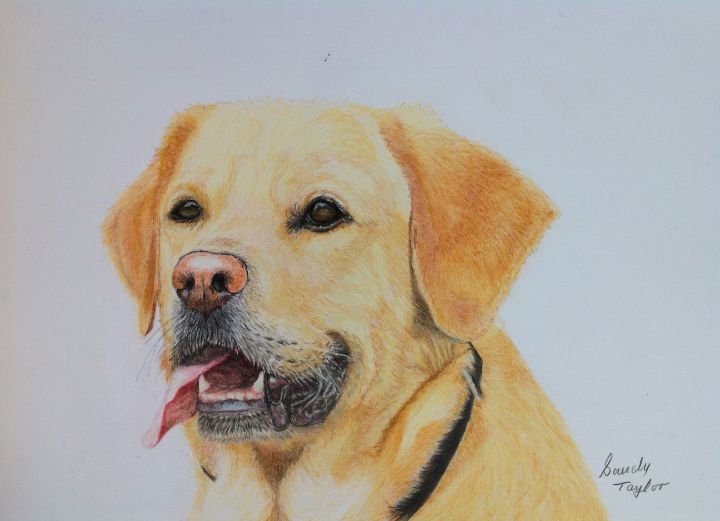 Handsome Lad - Art by Sandy Taylor - Drawings & Illustration, Animals ...