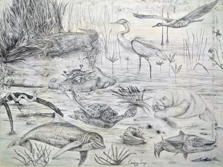 Gulf of Mexico Wildlife - Caroline Ting - Drawings & Illustration ...