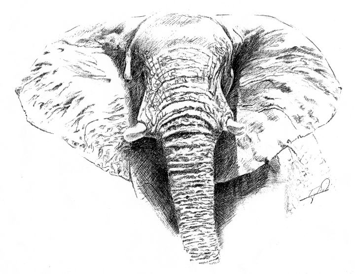 Elephant - Tylon's Art - Drawings & Illustration, Animals, Birds ...