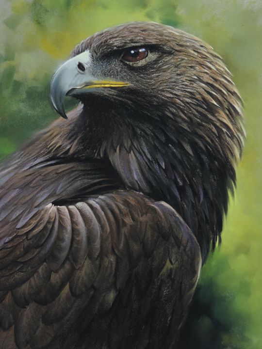 Charismatic Eagle - Rozller - Paintings & Prints, Animals, Birds ...