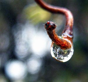 Gallery Florette - Photography, Drawings & Illustration