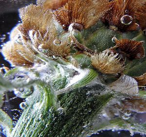 Gallery Florette - Photography, Drawings & Illustration