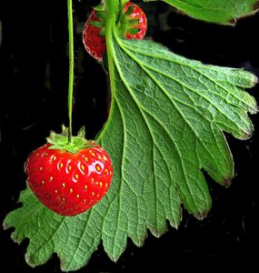 Gallery Florette - Photography, Drawings & Illustration