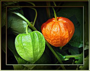 Gallery Florette - Photography, Drawings & Illustration