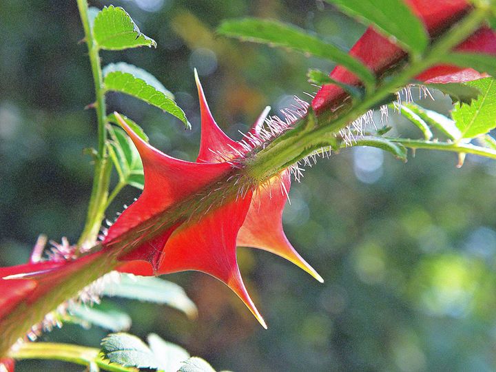 Gallery Florette - Photography, Drawings & Illustration