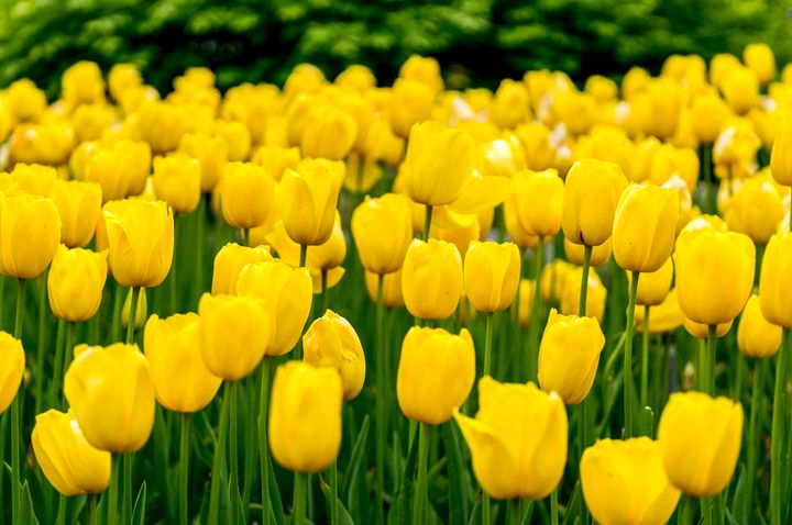 Yellow Tulips - Aaron Choi Photography - Photography, Flowers, Plants ...