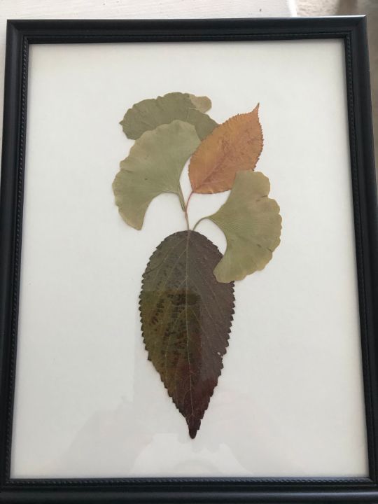 Dry Leaves Art