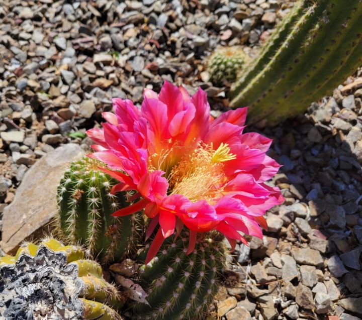 Cactus Flower - Coloring My World Art - Photography, Flowers, Plants ...