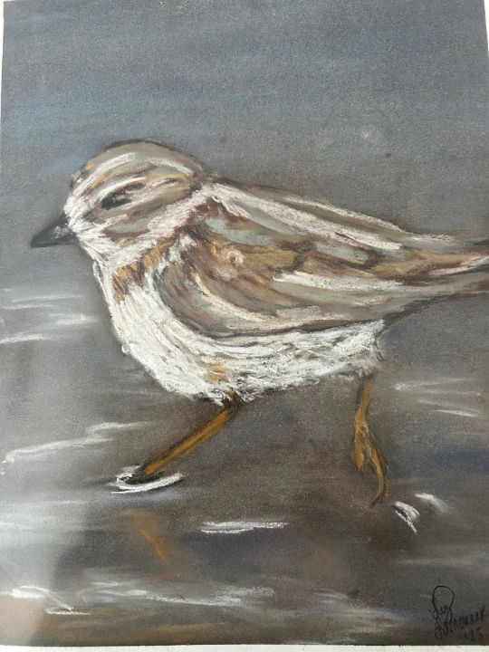 Piping Plover #2 - Liz Lamoureux Artist - Drawings & Illustration ...