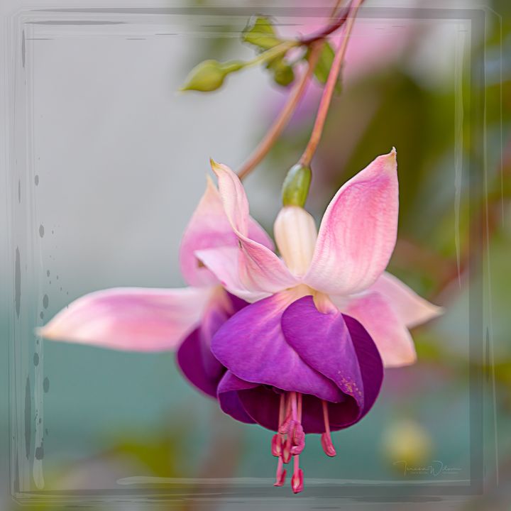 Fuchsia Square - TL Wilson Photography - Photography, Flowers, Plants ...