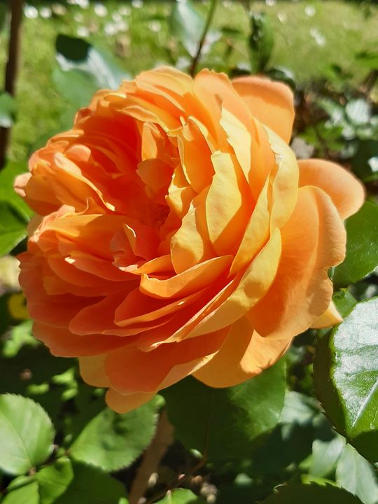 A rare Orange Rose - Lauraartist68 - Photography, Flowers, Plants ...
