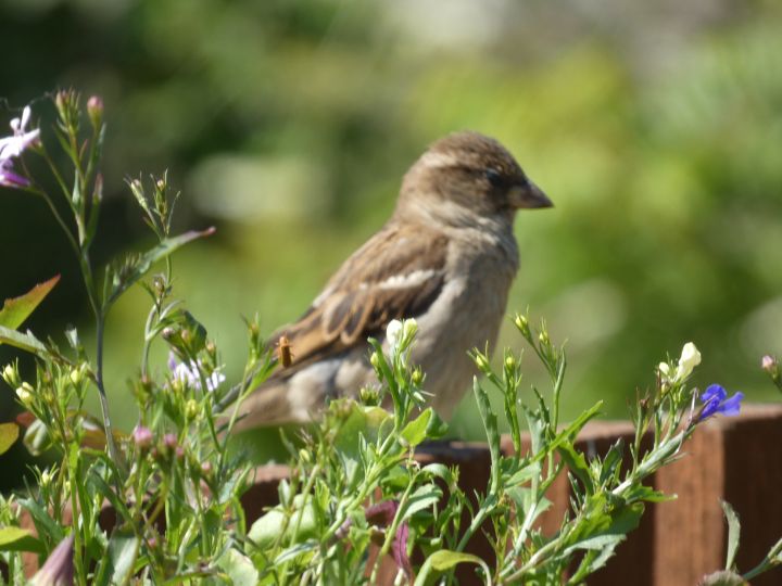 whitby birds - Lauraartist68 - Photography, Animals, Birds, & Fish ...