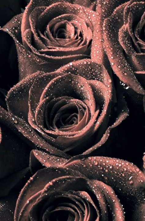 Chocolate Rose's - Art On Wheels - Photography, Flowers, Plants ...