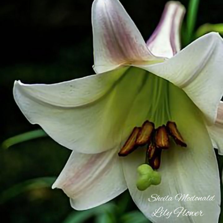 Lily Flower - Art On Wheels - Photography, Flowers, Plants, & Trees ...