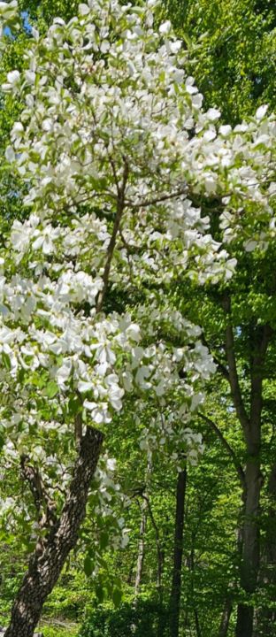 Dogwood Tree - Art On Wheels - Photography, Flowers, Plants, & Trees ...