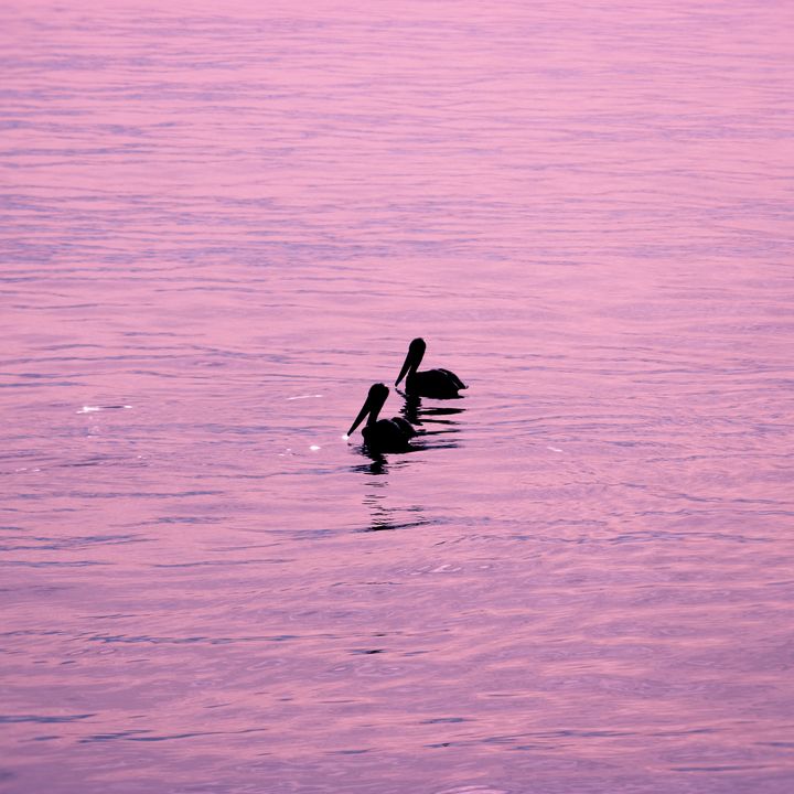 Brown Pelican Couple No. 1 - Crystal Enciso Photography - Photography ...