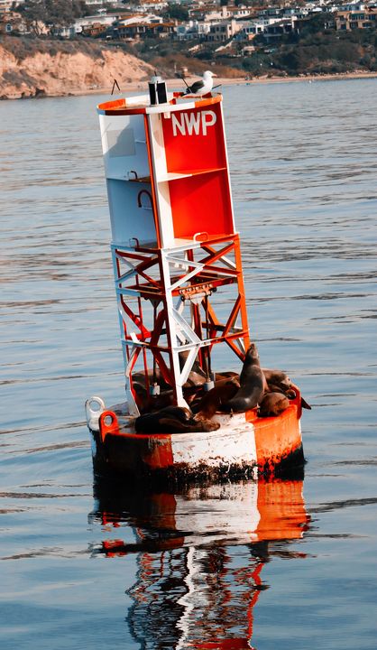 Seals Sunbathing on a Buoy - Crystal Enciso Photography - Photography ...