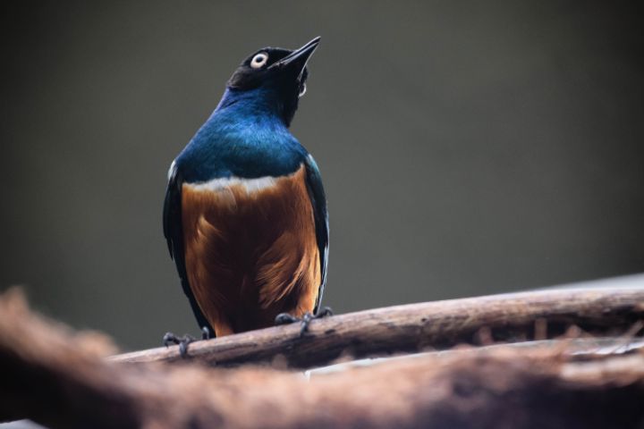 Side Eyes - EHL Photography - Photography, Animals, Birds, & Fish ...