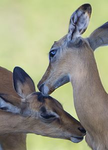 Daamonturne Project - Digital Art & AI, Photography