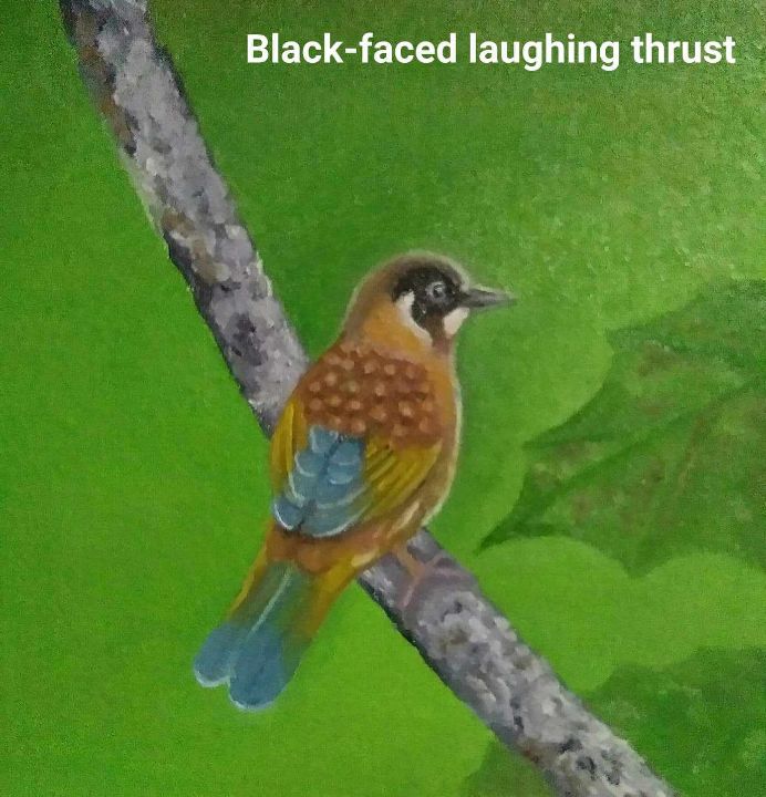 Black faced laughing thrust - Goodprint - Paintings & Prints, Animals ...