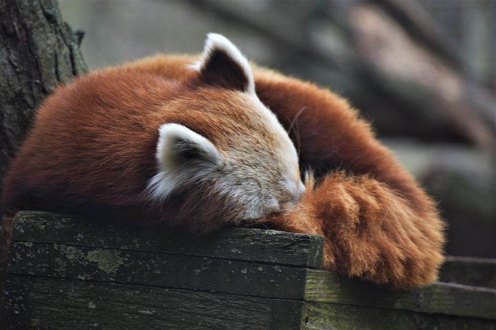 Sleepy Panda - Foxy Spirit Photography - Photography, Animals, Birds ...