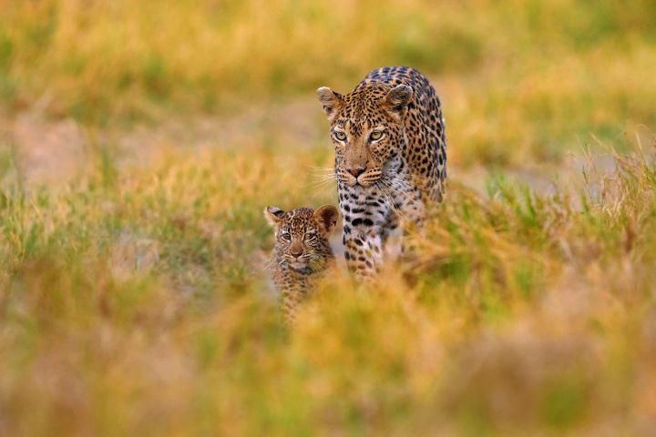 Leopard Mother and Cub - Ondrej Prosicky_WILDLIFE - Photography ...