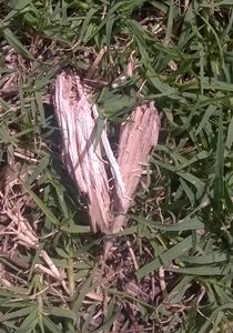 Rachel Murillo - Photography, Drawings & Illustration, Digital Art & AI