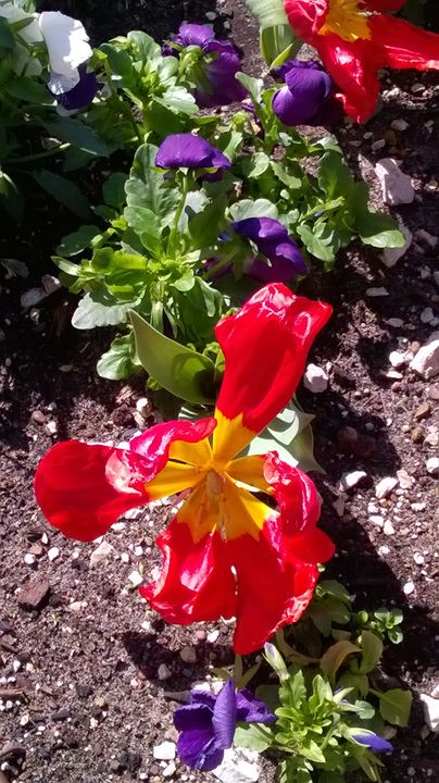 presentation - Rachel Murillo - Photography, Flowers, Plants, & Trees ...