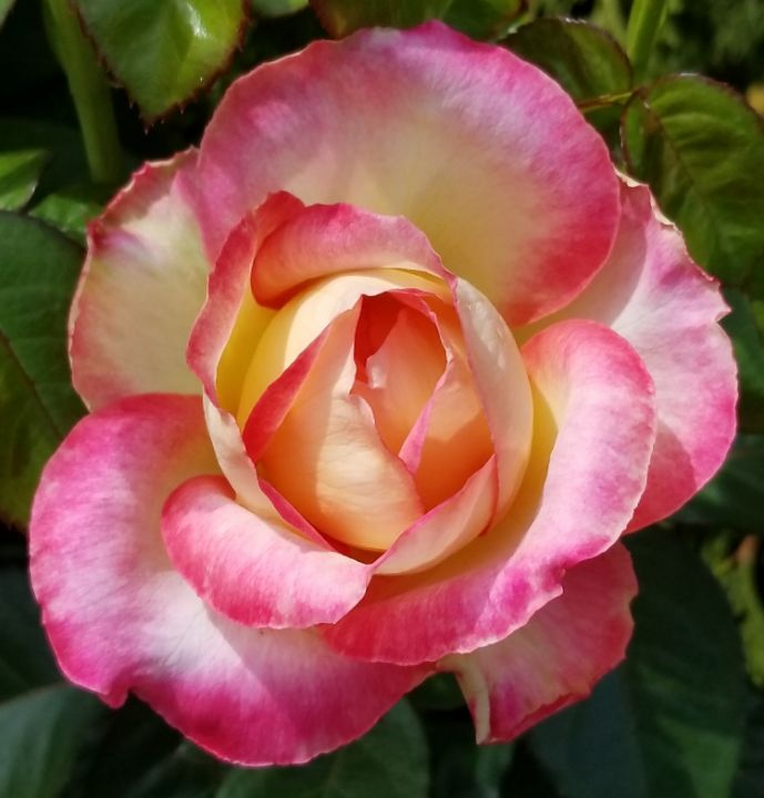 Pink Rose - Pouring My Heart Out - Photography, Flowers, Plants ...