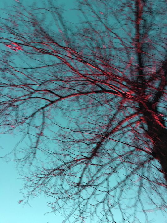 Distorted tree - Emma Schuster - Photography, Abstract, Organic - ArtPal