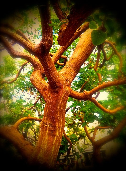 Elysian Tree - D.C. Burzo - Photography, Flowers, Plants, & Trees ...