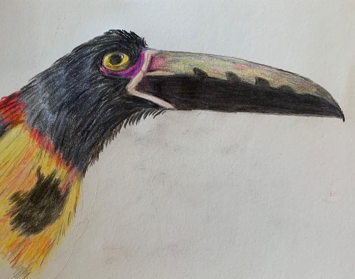 Birds of Colombia - Drawings & Illustration