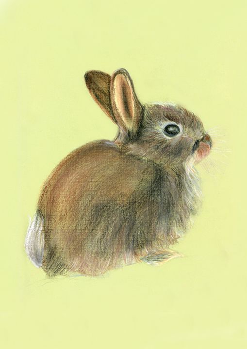 Baby Rabbit Pastel Painting Artwork - Alison Langridge - Drawings ...