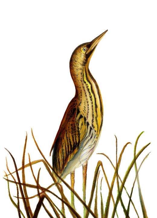 Bittern Bird Watercolour Painting - Alison Langridge - Paintings ...
