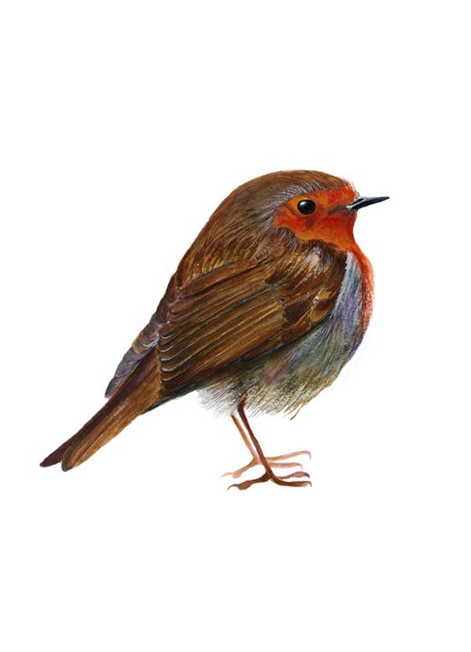 Robin Bird Watercolour Painting - Alison Langridge - Paintings & Prints ...