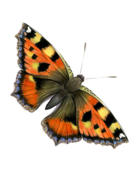 Tortoiseshell Butterfly Watercolour - Alison Langridge - Paintings ...