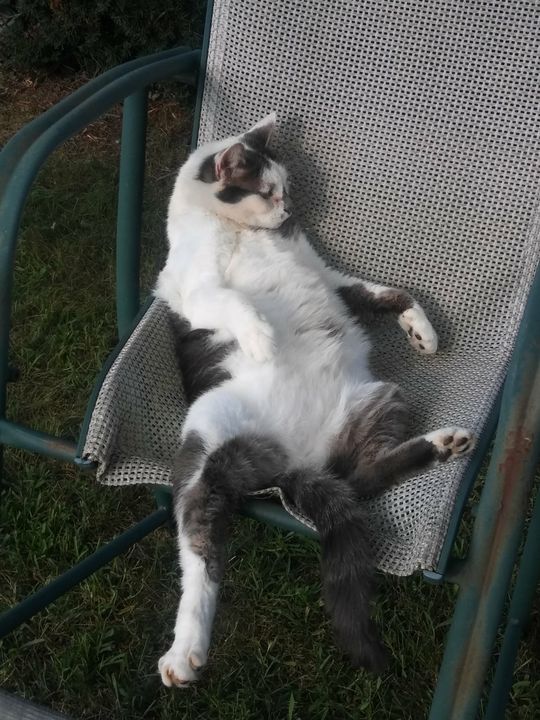 Prince the Cat - Indigo G Designs - Photography, Animals, Birds, & Fish ...