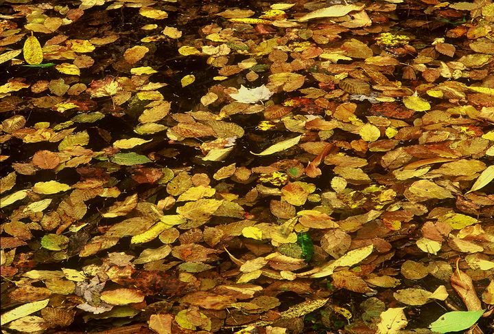 Gold Leaves Floating On Water - Rodney Williams - Photography ...