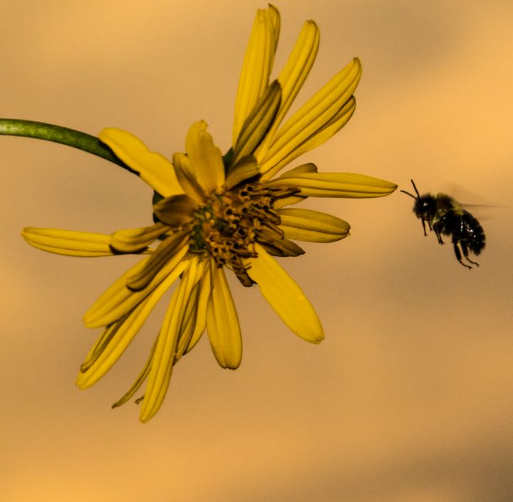 Busy Bee - Sunset Awe - Photography, Landscapes & Nature, Gardens ...