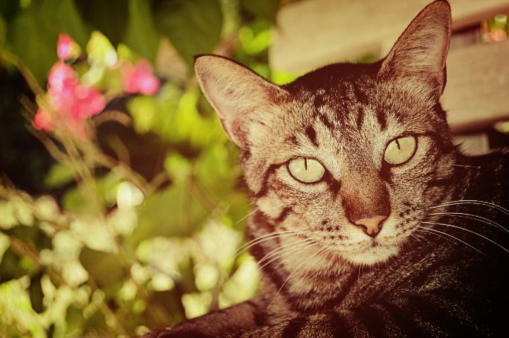 Nature's companion - Hints of Inspiration - Photography, Animals, Birds ...