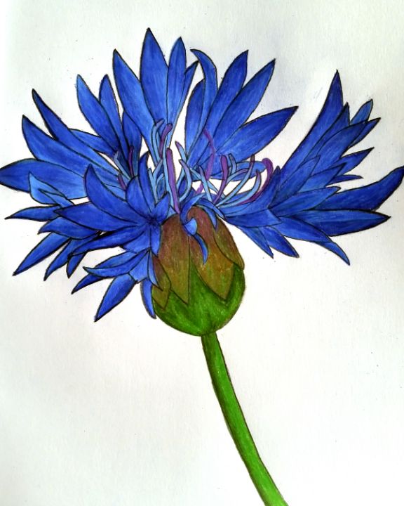 Giver - Redeeming Reflections - Drawings & Illustration, Flowers ...