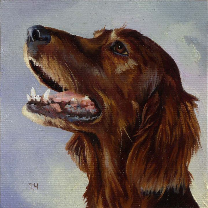 English Red Setter