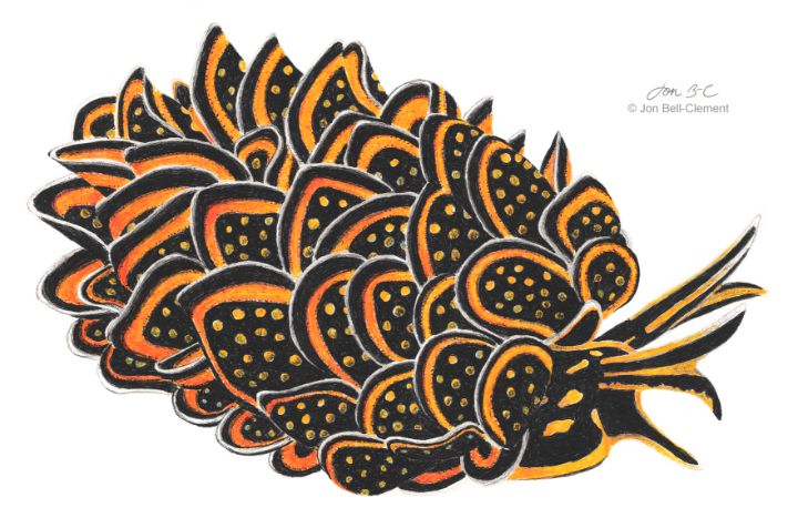 Monarch Sea Slug - Ballpoint Pen - Jon B-C - Drawings & Illustration ...