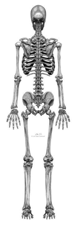 Life-sized Human Skeleton - Rear - Jon B-C - Drawings & Illustration ...