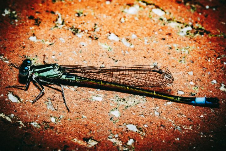 dragonfly - Moonlight_Art - Photography, Animals, Birds, & Fish, Bugs ...