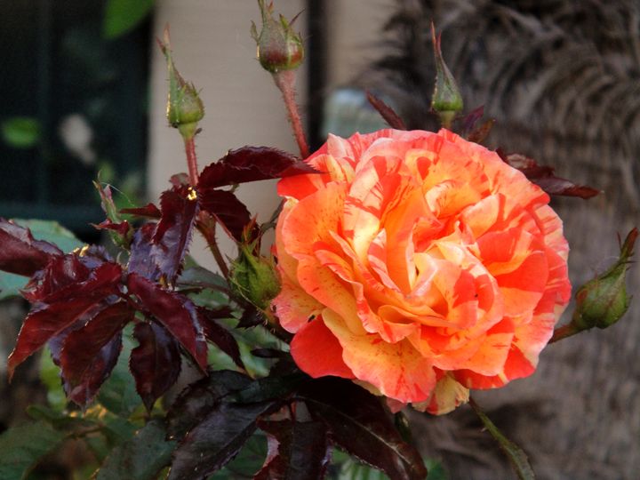 Orange-yellow hybrid rose 2 - Sofia Goldberg's Gallery - Photography ...