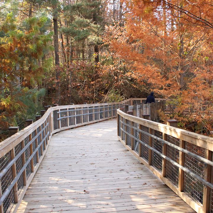The Golden Pathway - Klacey's Photography & Art - Photography ...