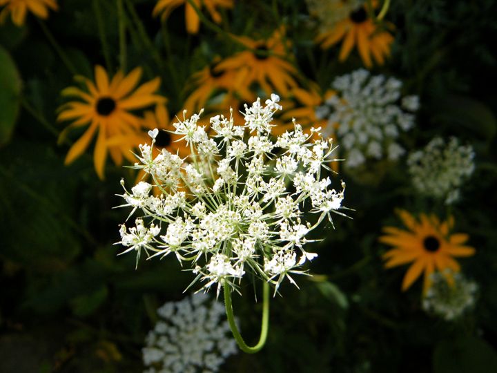 Anne and Susan - Brogan Fine Art - Photography, Flowers, Plants ...