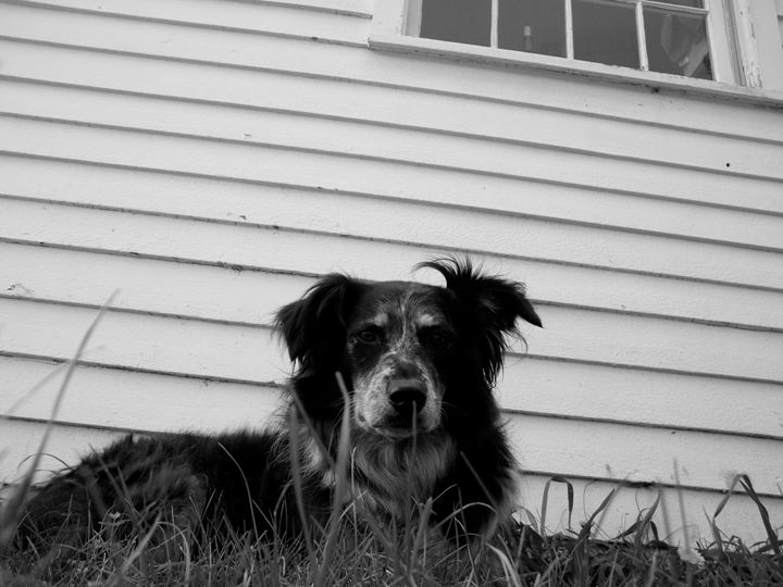 Country Dog - Brogan Fine Art - Photography, Animals, Birds, & Fish ...