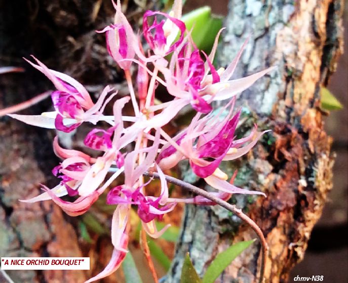 A NICE ORCHID BOUQUET - PSG-art - Photography, Flowers, Plants, & Trees ...